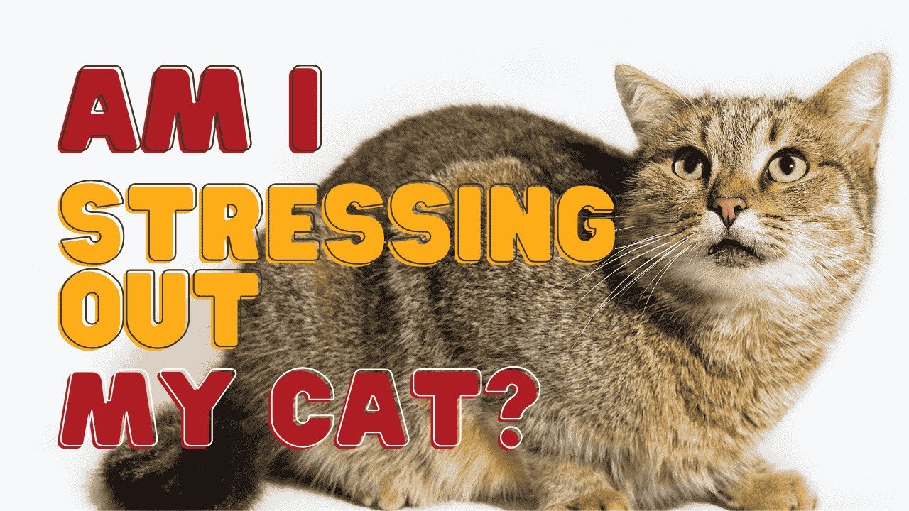 Four Ways You Might Be Stressing Out Your Cat - YouTube