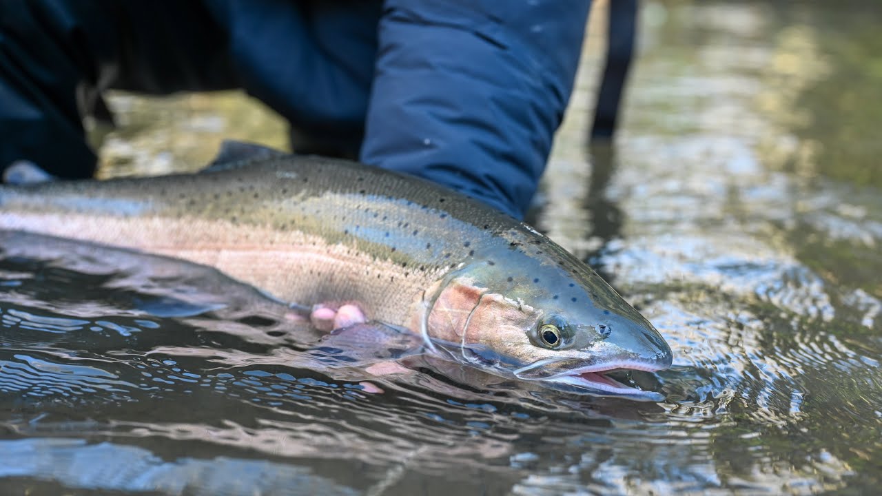 Weekly Spawn Fly Fish Shop Update 01/18/24 - YouTube