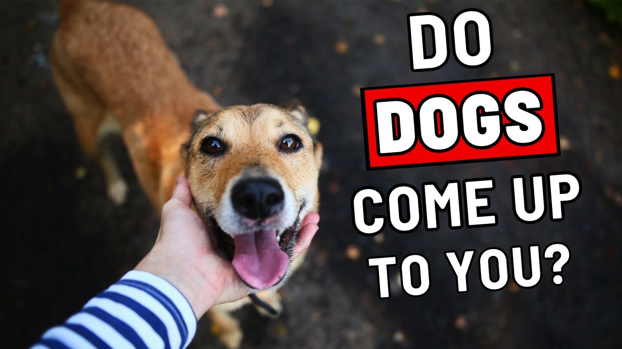 Do Random Dogs Often Come up to You? Here Is Why! - YouTube
