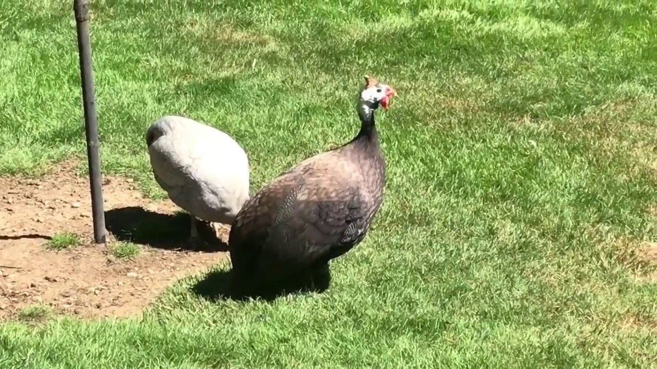 Finding guinea fowl eggs in the bushes. - YouTube