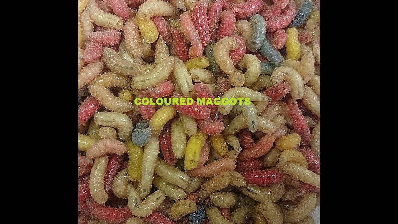 Steve's Fishing Channel: Coulor Maggots & Making Colored Maggots ...