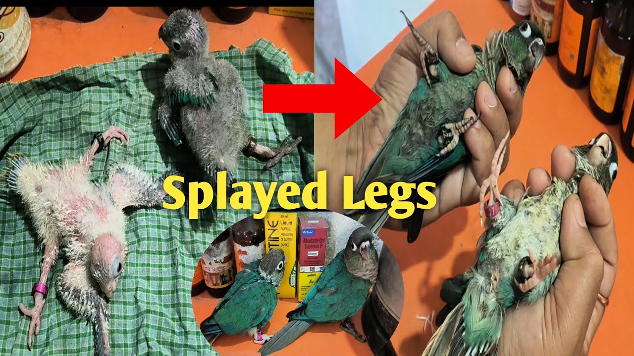 Bird Splayed Legs problem & Solution /What to do when the bird baby's ...