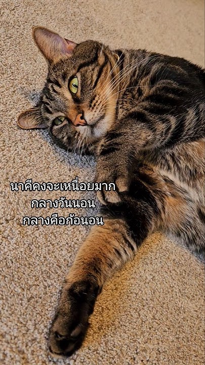 เป็นแมวนอนยังไงก้อได้ #แมว #cat #แมวน่ารัก #แมวตลก #แมวตัวโปรด #shorts ...