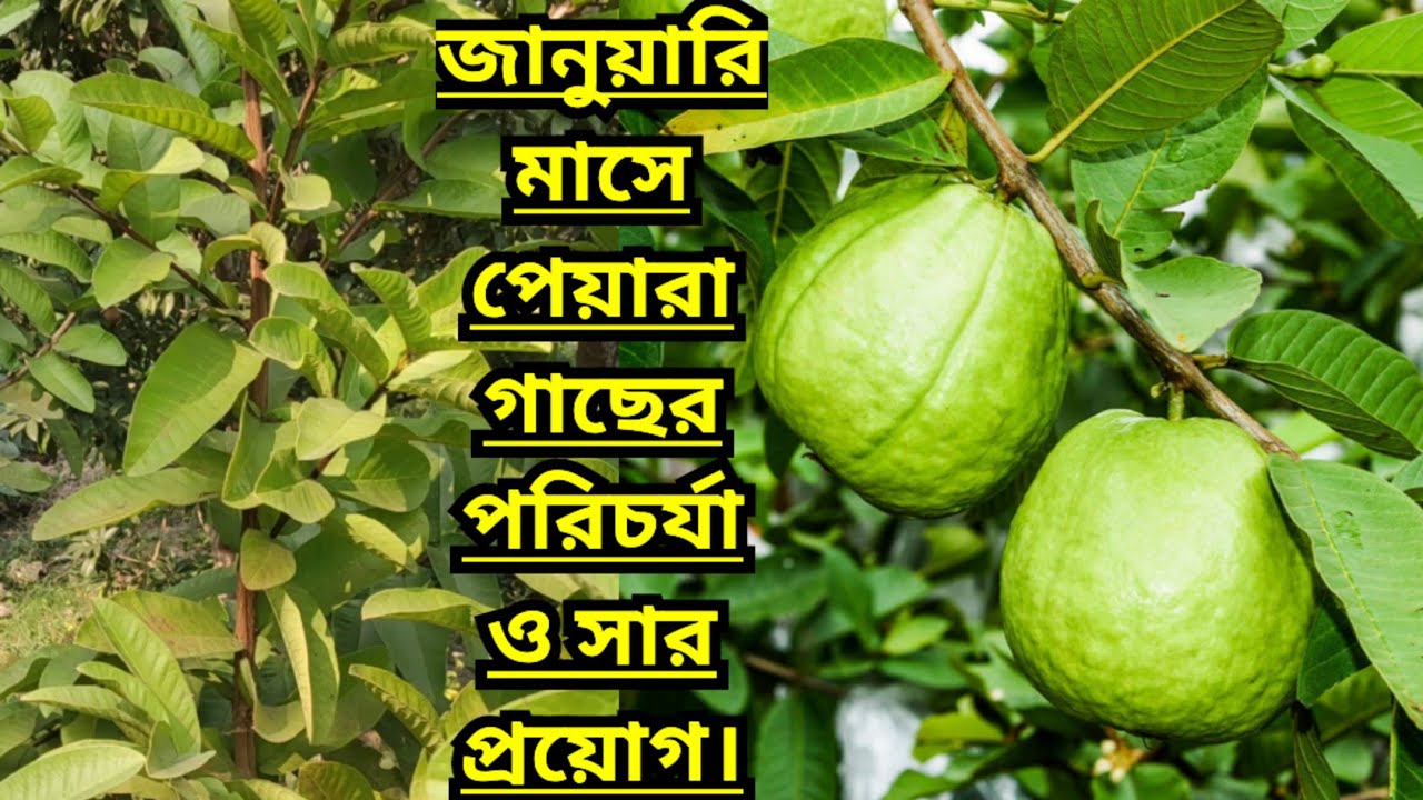 জানুয়ারি মাসে পেয়ারা গাছের পরিচর্যা ও সার প্রয়োগ।Care and ...