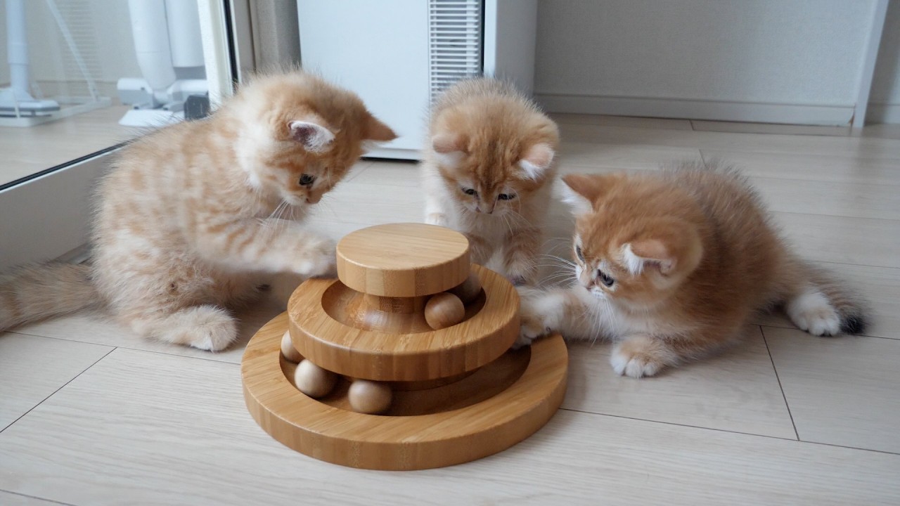 Whenever I photograph Charo's kittens, there is always a cat that gets ...