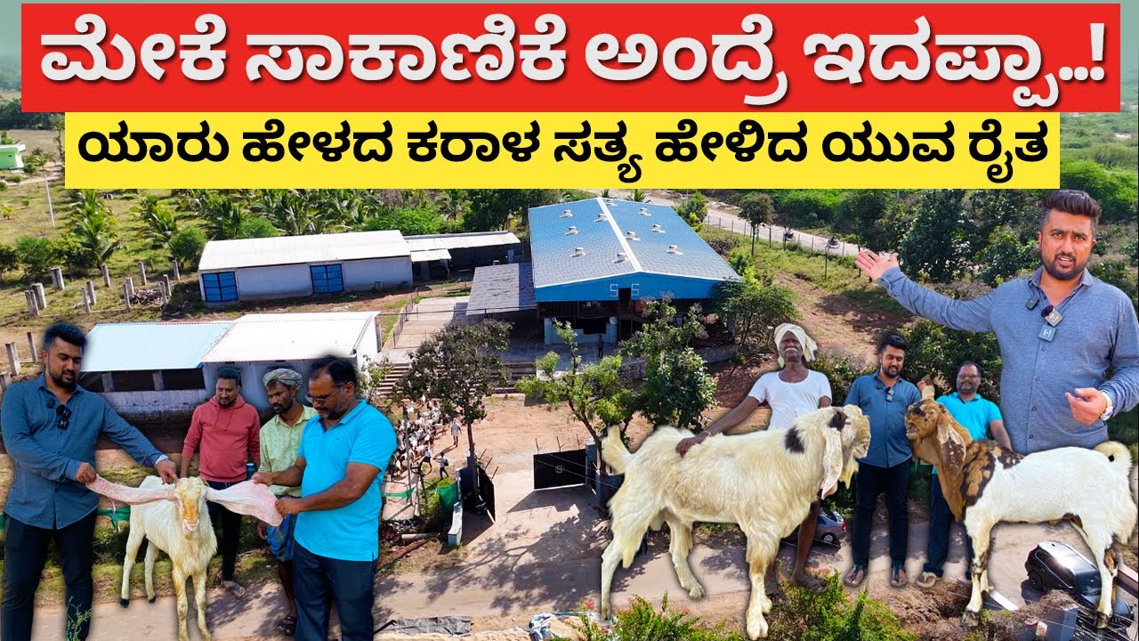 ಇದಪ್ಪಾ ಮೇಕೆ ಸಾಕಾಣಿಕೆ ಅಂದ್ರೆ | Goat Sheep farming in Karnataka goat farm ...
