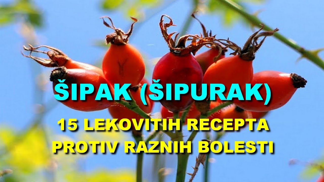ŠIPAK (ŠIPURAK) - 15 LEKOVITIH RECEPTA PROTIV RAZNIH BOLESTI - YouTube