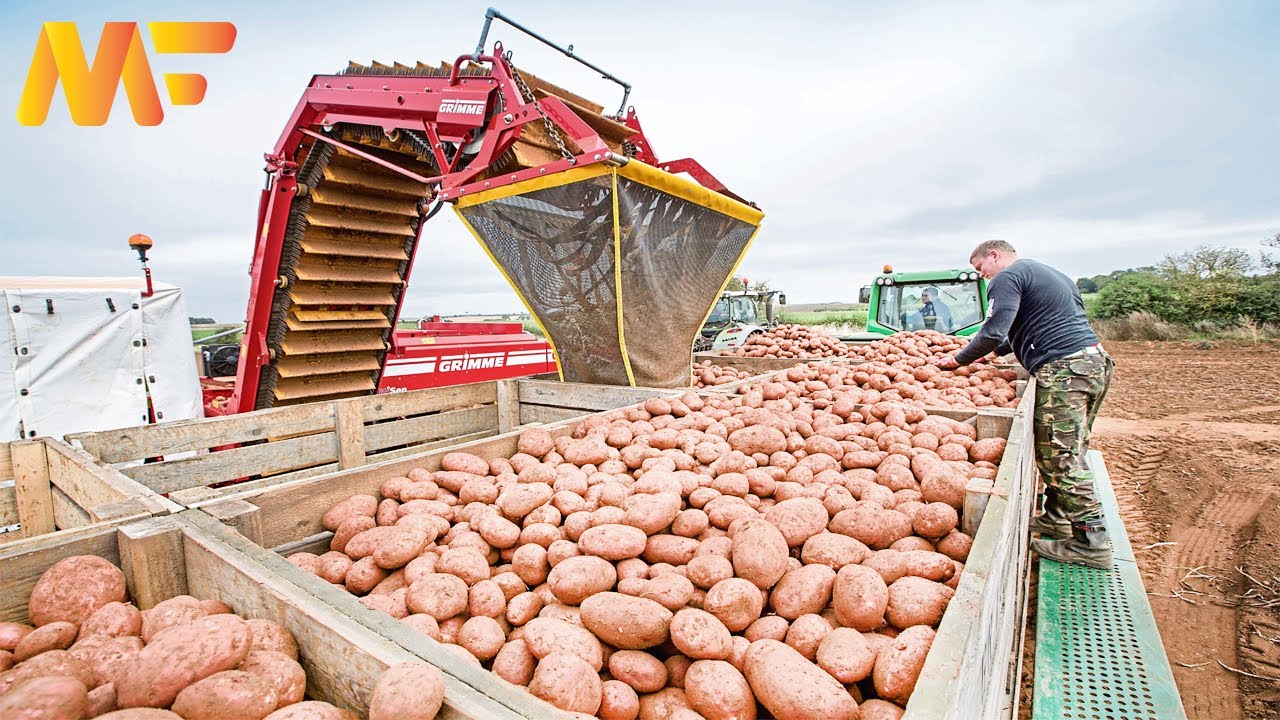 Potato Harvesting Process Sauber Technologies