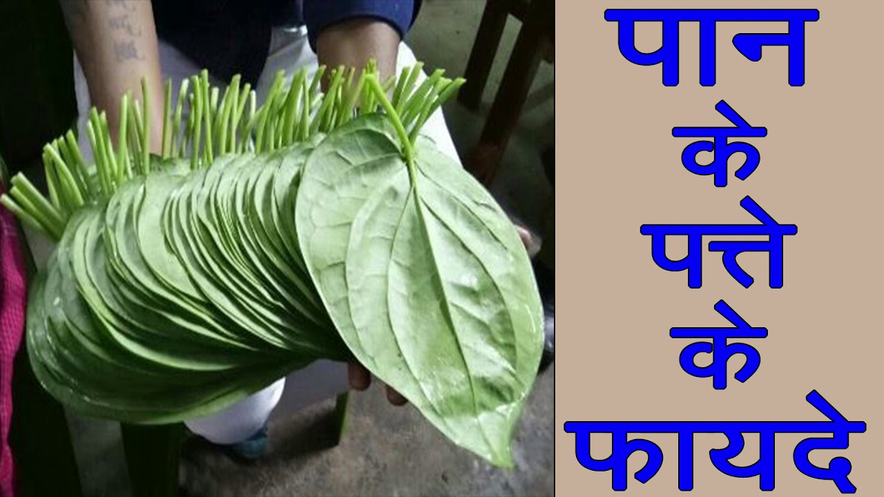 betel Leaf Benefits In Hindi betel-leaf-benefits-in-hindi