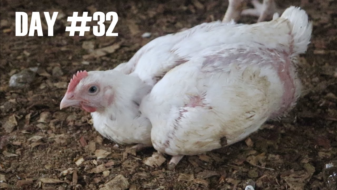 What to expect day 32 of raising cobb 500 breed of broilers - YouTube