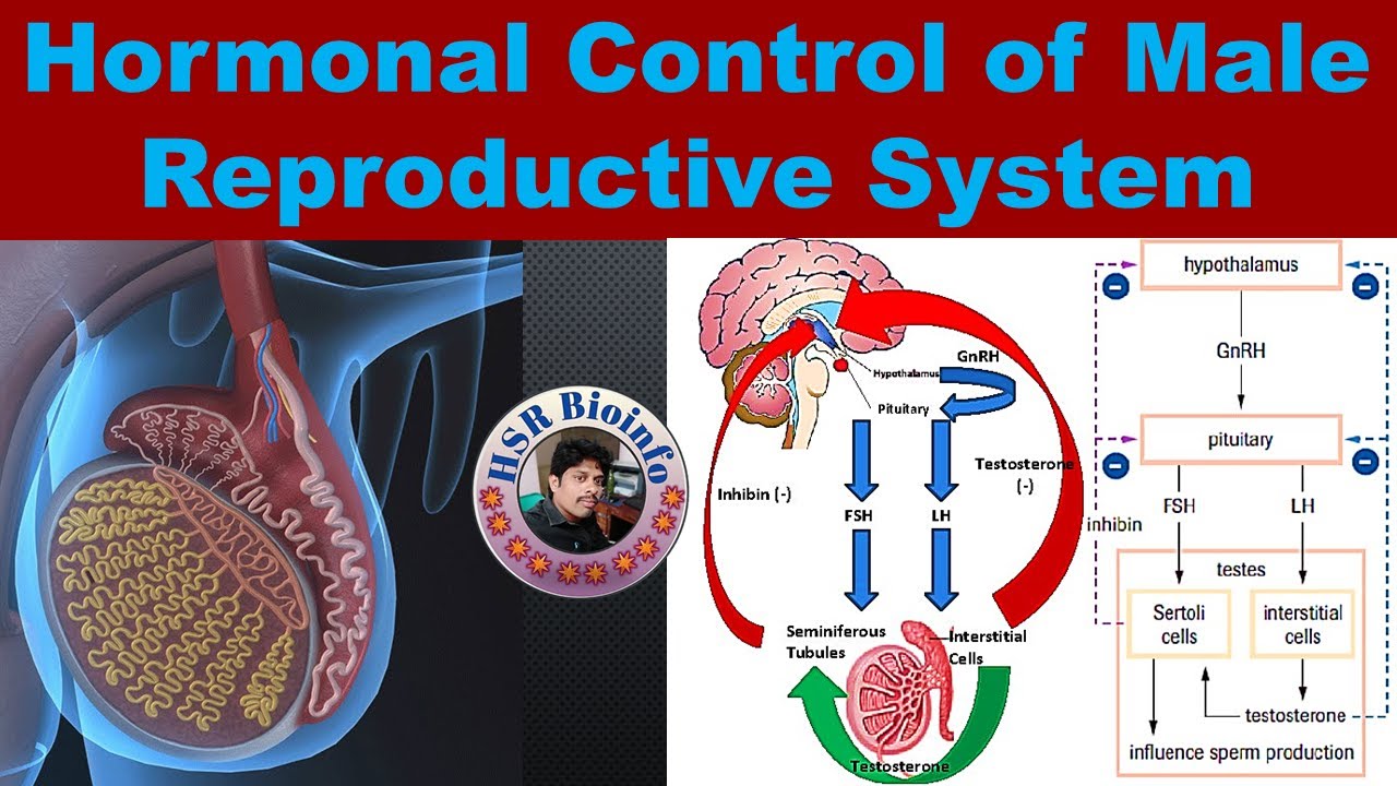 Hormonal Control of Male Reproductive System | Testosterone | FSH and ...