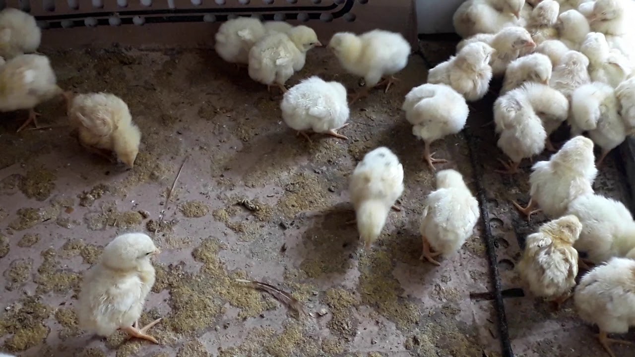 penampakan bibit ayam potong || DOC ayam broiler dus polos grade 3 ...