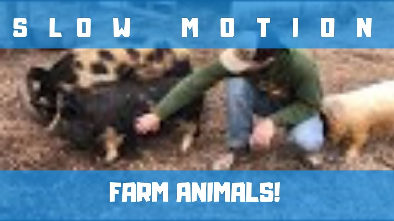Farm Animals in Slow Motion! - YouTube