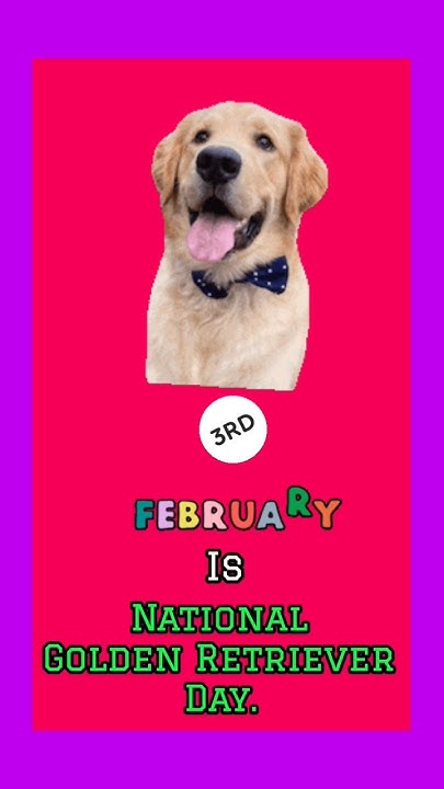 Happy National Golden Retrievers Day 🐕 On 3rd February| Viral Shorts ...