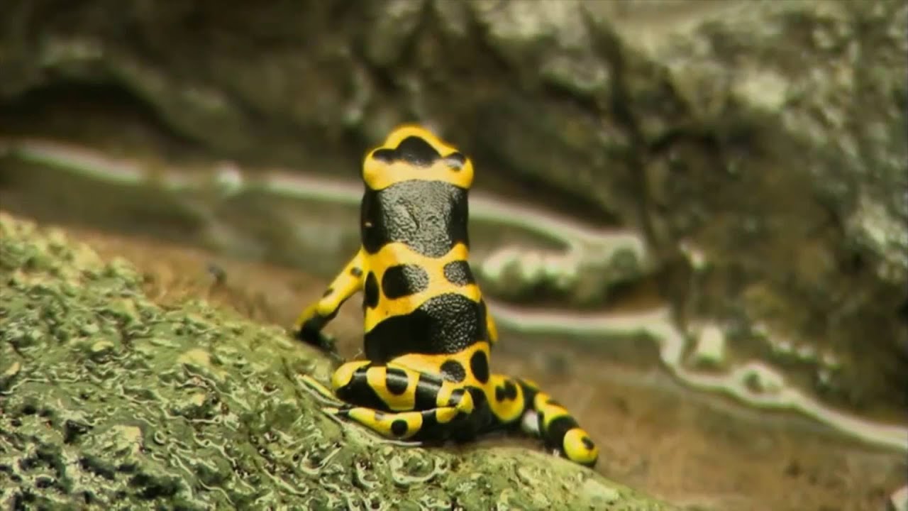 Deadly Poison Dart Frog? - YouTube