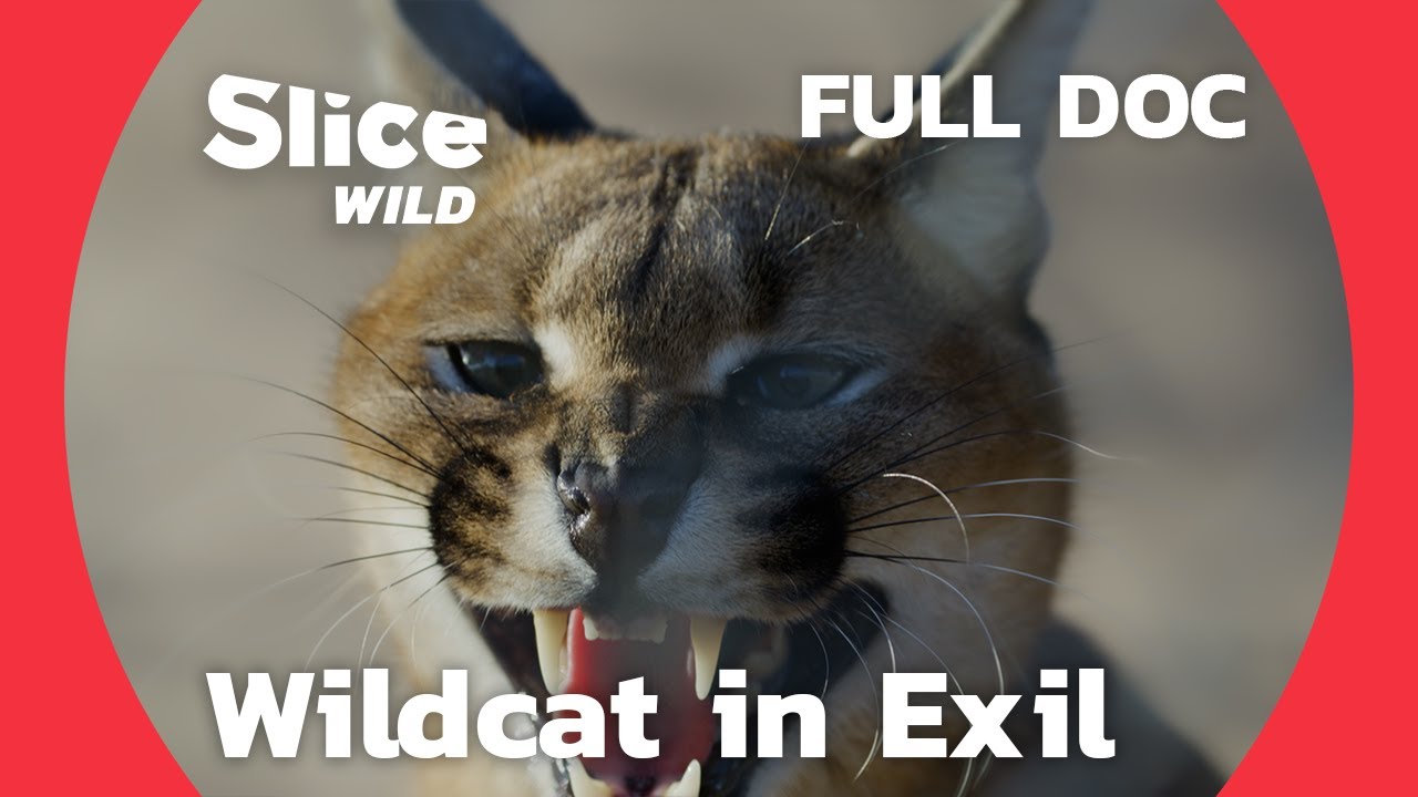 A Caracal's Journey through a Hostile City | SLICE WILD | FULL DOC ...