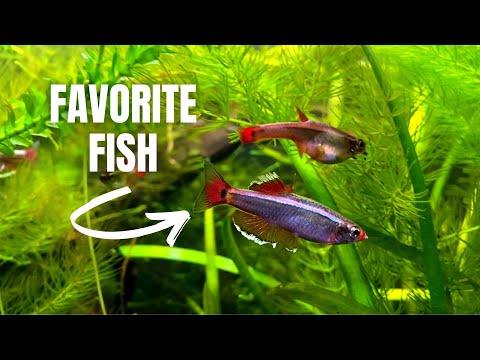 How to care for white cloud minnows