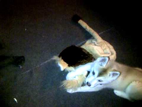 Husky VS Lion - YouTube