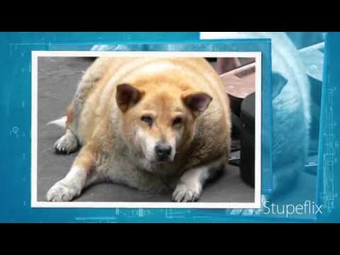 Top 10 Fattest Animals - YouTube