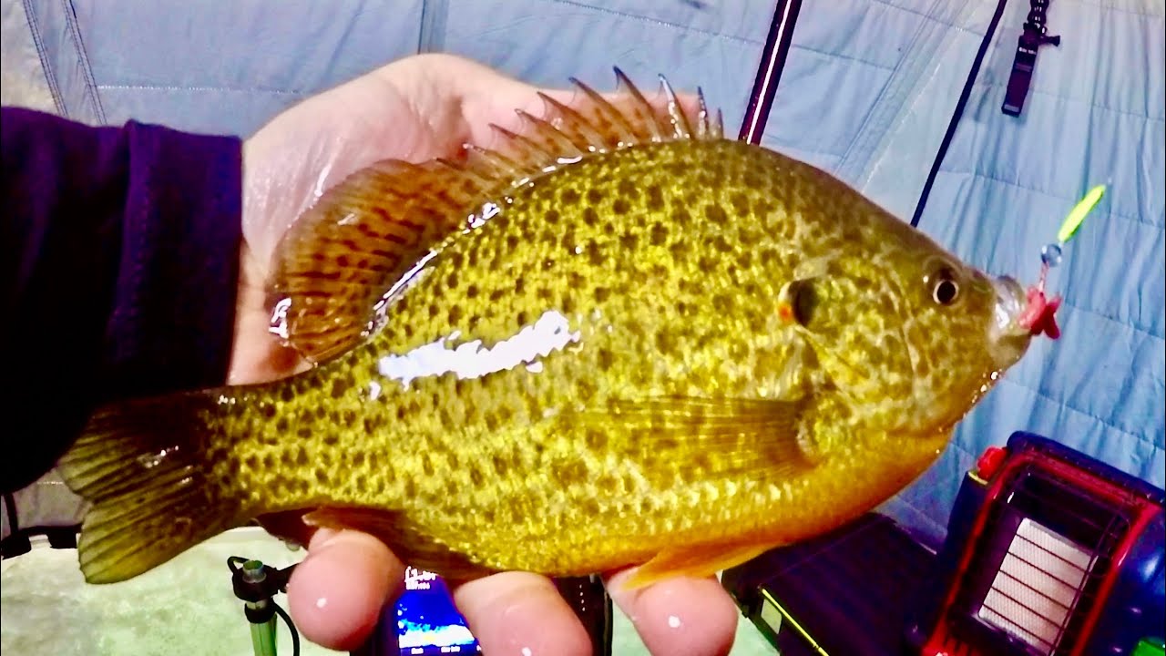Ice Fishing for Late Ice Panfish! (Big Fish and Fast Action!) - YouTube