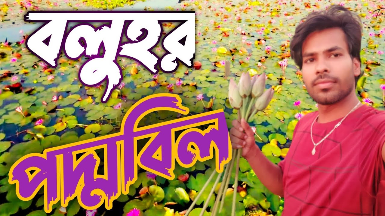 পদ্মবিল | poddo Bil🥰হঠাং করে চলে আসলাম বলুহর বাওড় ️পদ্ম ফুল তুলতে🌷 ...