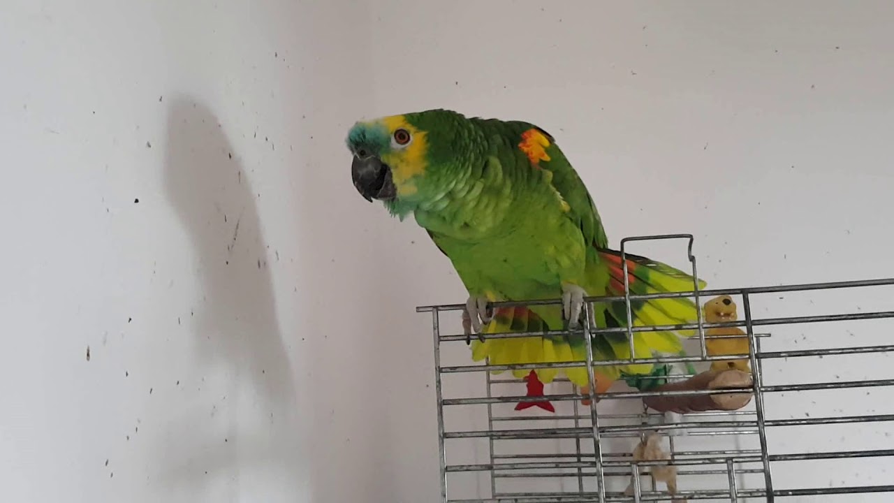 Funny Parrot - papuga poli nka amazonka niebieskoczelna aestiva ...