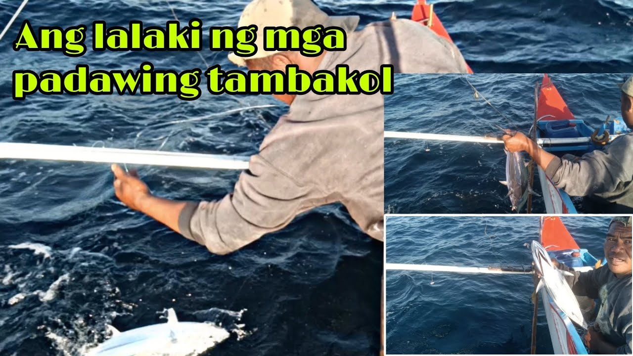 CATCHING TAMBAKOL O YELLOWFIN FISH|Squid Hunter TV - YouTube