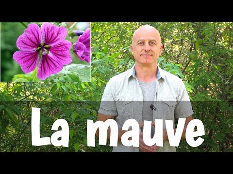 La mauve