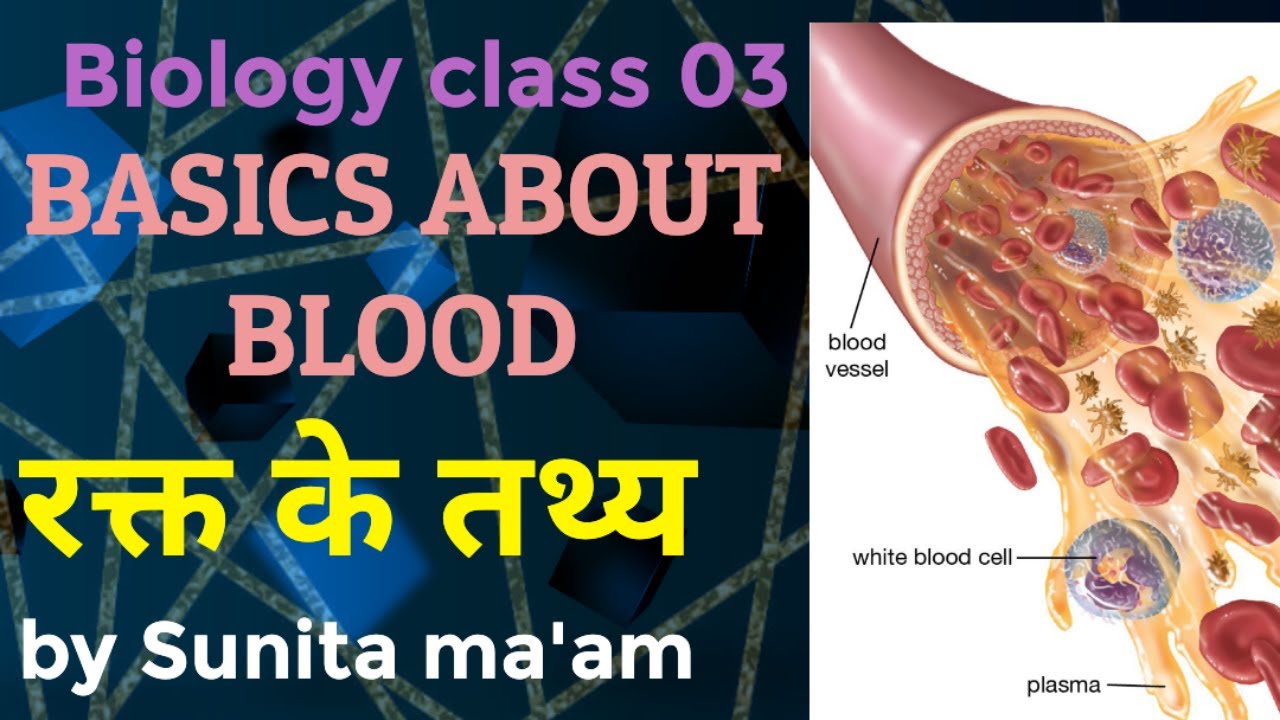 BASICS ABOUT BLOOD|| BIOLOGY|| CLASS 03|| BLOOD || BY SUNITA MA'AM ...