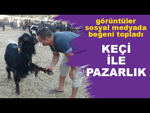 Keçi ile pazarlık yapan adam büyük beğeni topladı