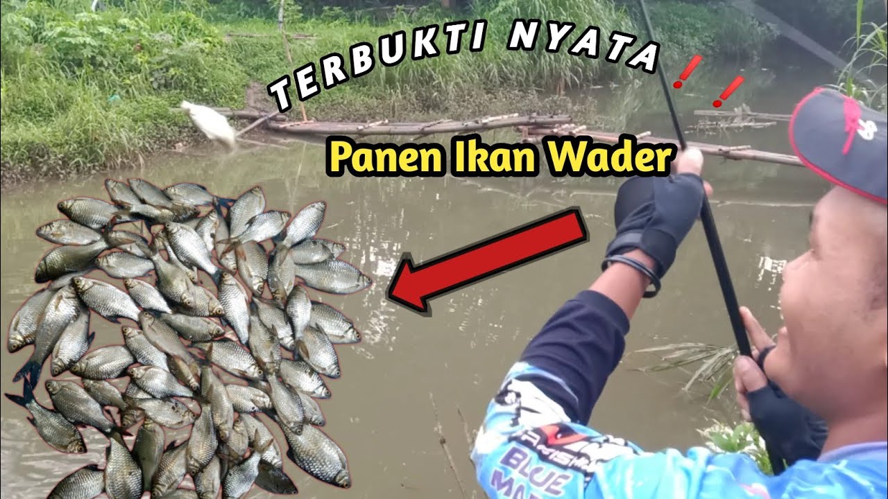 GAK NYANGKA MANCING WADER TEKNIK PECUT UMPAN MAGOT DIJAMIN NOL NIL part 1 - YouTube