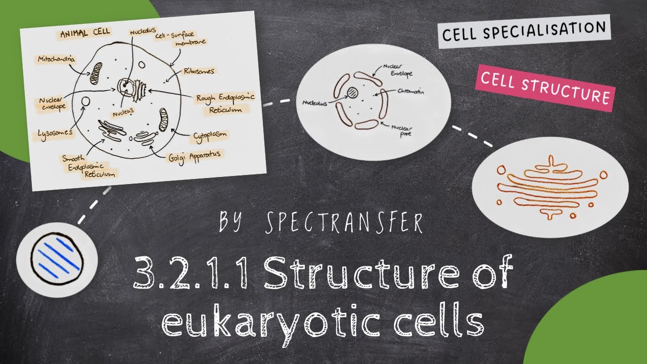 EASY REVISION AQA A-level Biology 3.2.1.1 Structure of Eukaryotic Cells ...