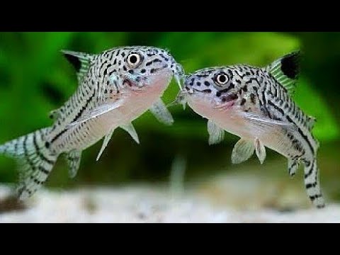 Ikan Corydoras Julii || Ikan Hias Air Tawar Pemakan Lumut Bisa Menjadi ...