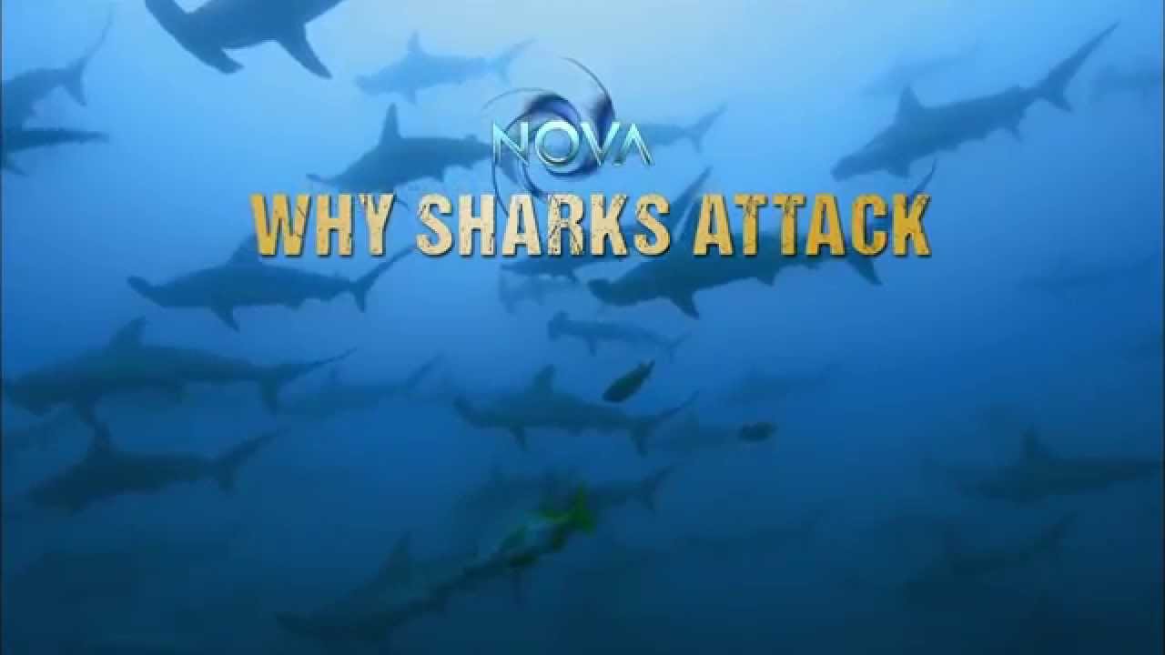 Why Sharks Attack - NOVA Documentary Preview - YouTube