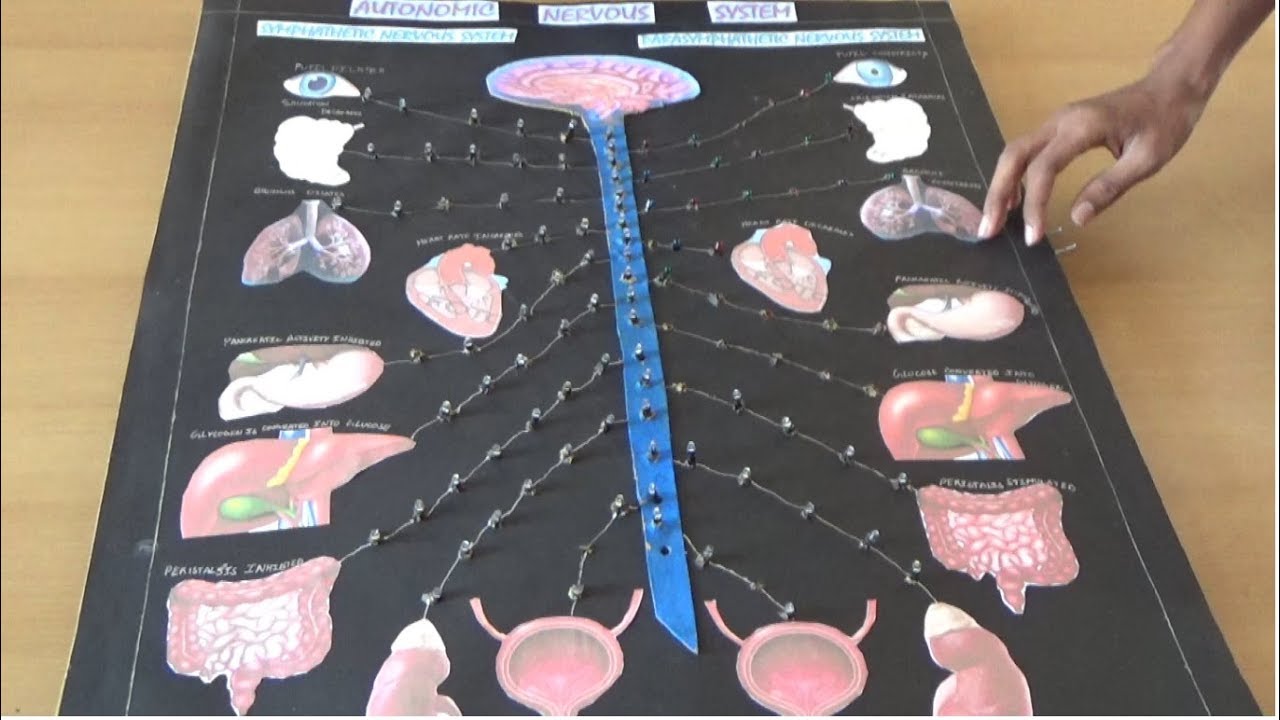 Autonomic Nervous System || Science Exhibition at St Pious || - YouTube