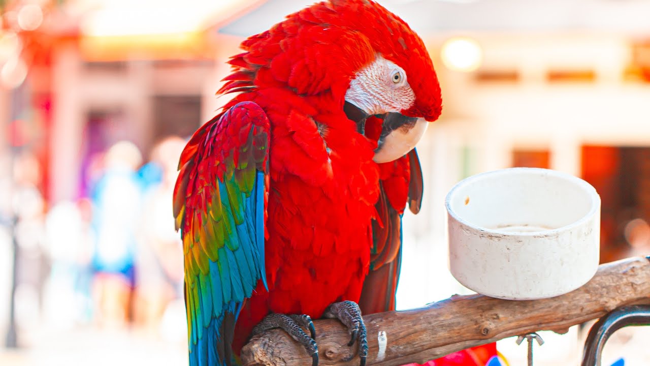 Smooth Birds Chirping, Meditation, Relaxation, Sleep music, Better Rest ...