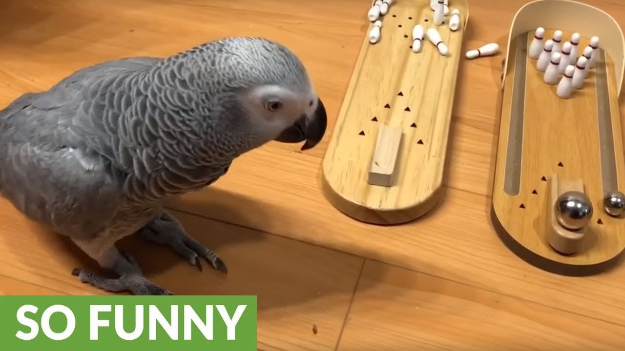 Parrot loves to play with mini bowling set - YouTube