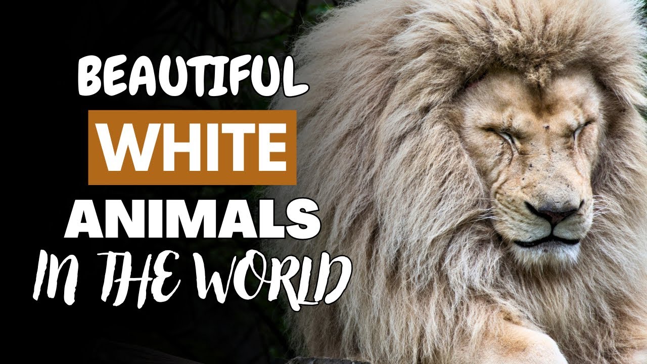 15 Most Beautiful White Animals In The World | Jungle Flicks - YouTube
