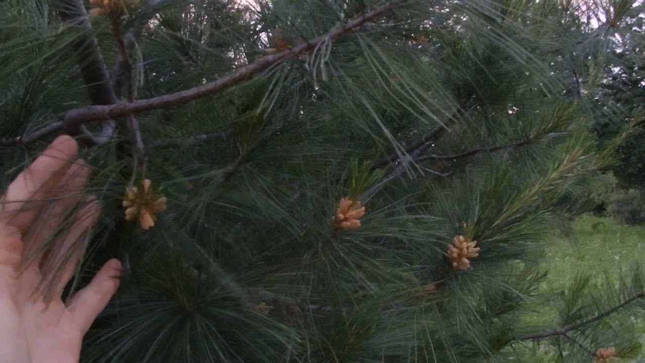 Eastern white pine pollen / Pelod zelenega bora - YouTube