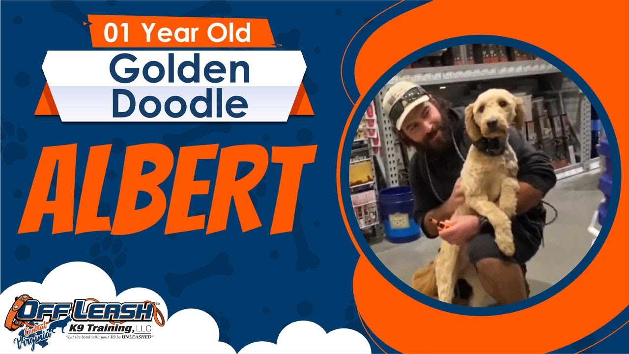 1 YO Golden Doodle | Albert | Best Virginia Dog Trainers | RVA - YouTube