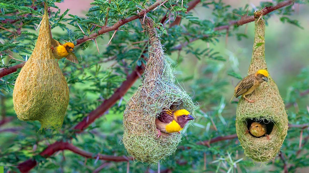 How Build Nests Baya Weavers Birds On The Trees Vital Wildlife 4k How Build Nests Baya Weavers Birds On The Trees Vital Wildlife 4k