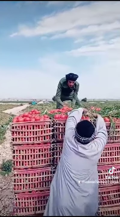 من موسم الطماطم بغرب جرجا قرية بيت داود Youtube