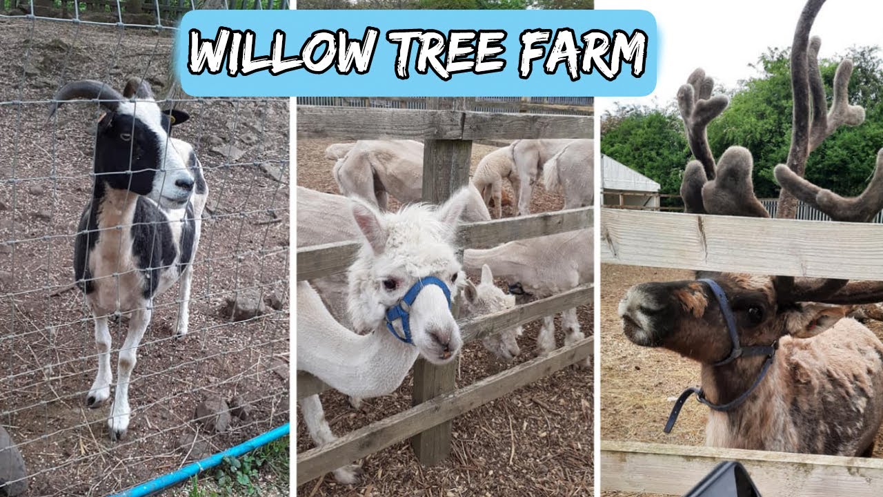 Willow Tree Family Farm Vlog | June 2021 - YouTube