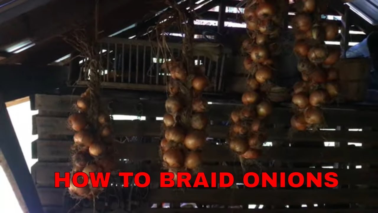 BRAIDING ONIONS FOR STORAGE - YouTube