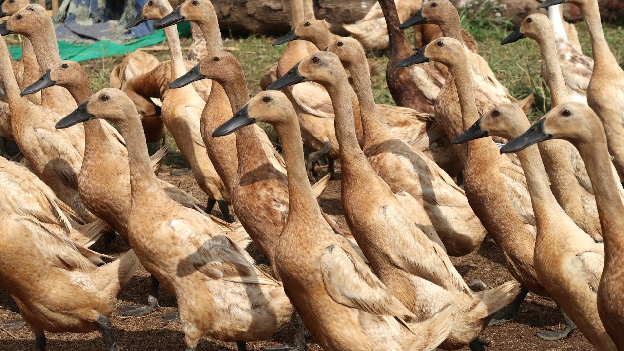 Bebek Angsa Banyak Bebek Angsa Bernyanyi Bebek Berenang Cuit Entok ...