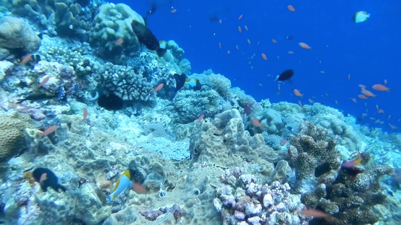 Palau Coral reef, Feb 2013 - YouTube