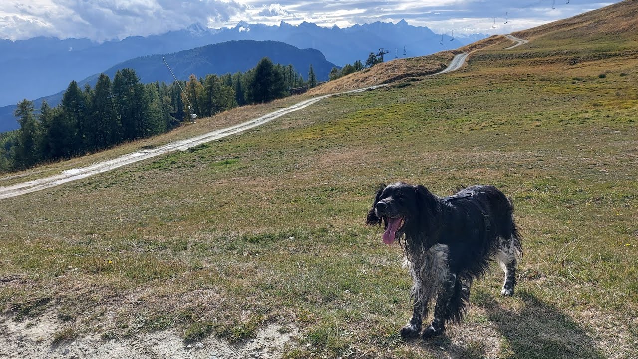 Petit Tournalin 3207 mt - Alpi Pennine #autumn #dog #summit - YouTube