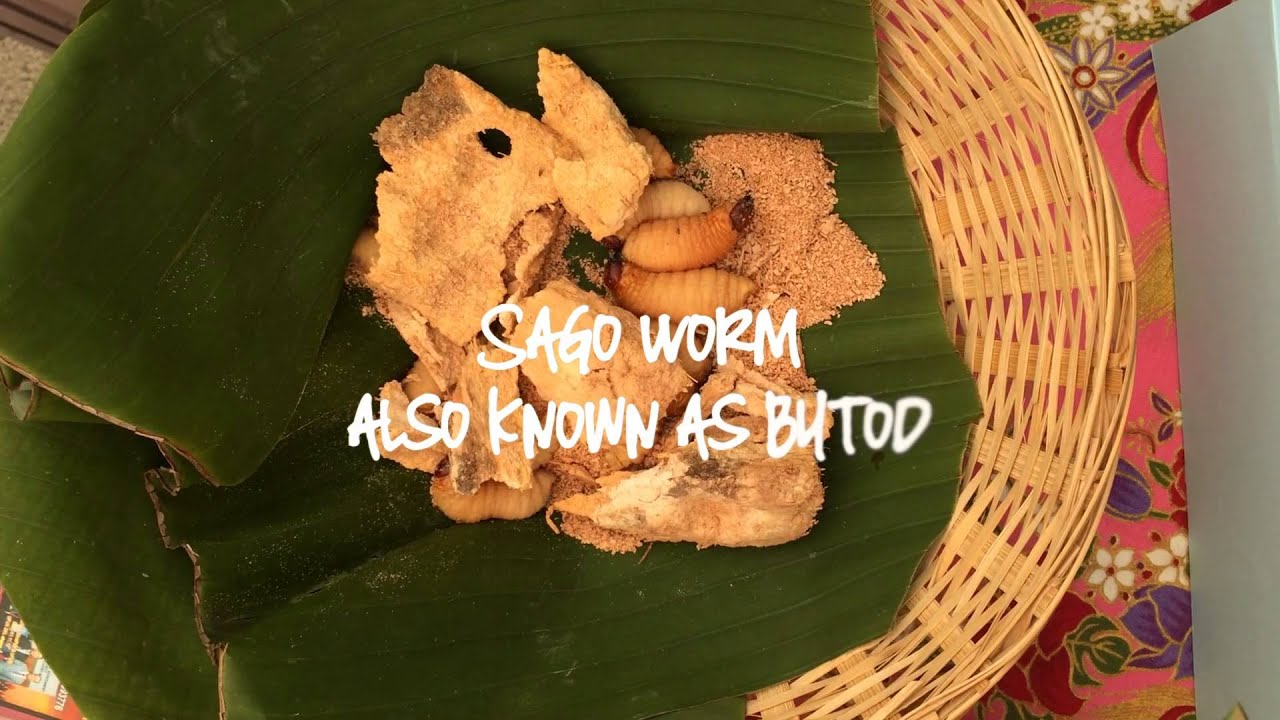 Sago worm (Butod) - YouTube