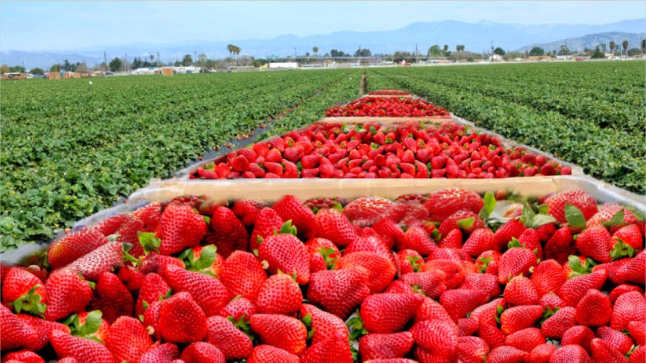 Strawberry Farming, Harvesting and Processing. How American Farmer ...
