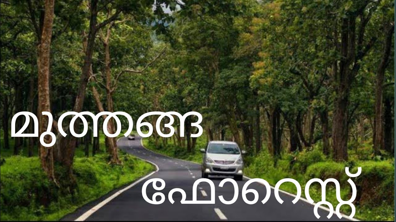 WAYANAD FOREST TRIP VIEW - YouTube